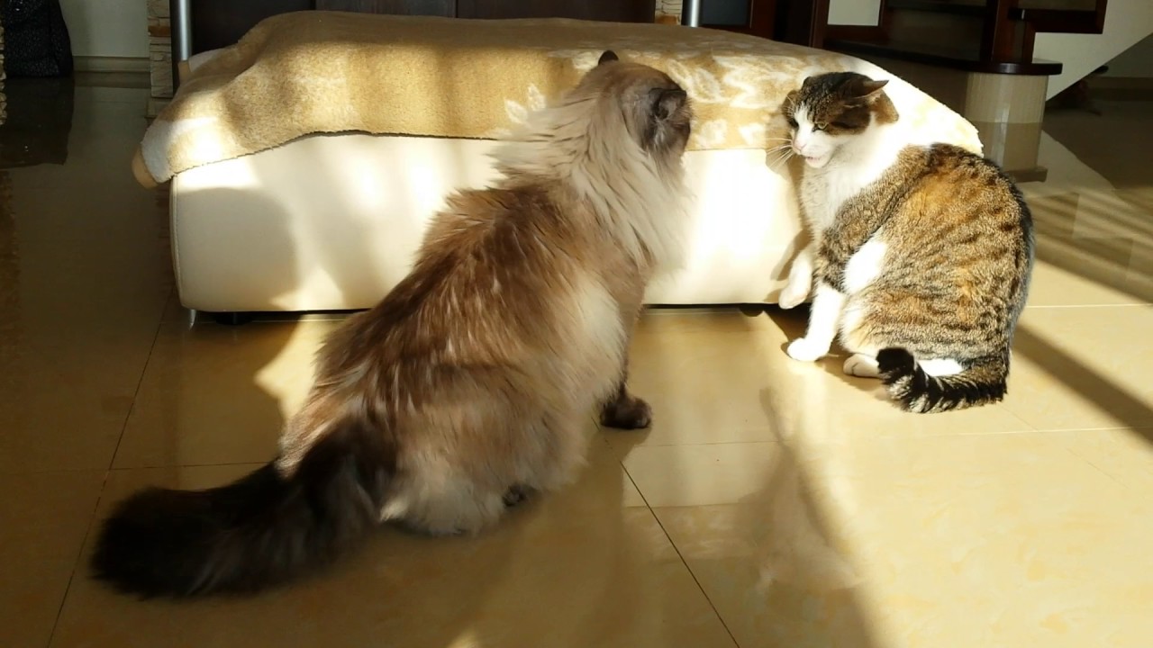very bad cat - YouTube