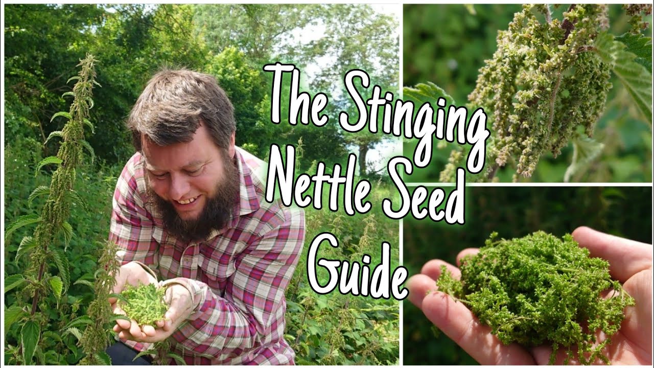 Stinging Nettle Seeds: Nature's Hidden Gifts 🌱 - Harvest, Health ...