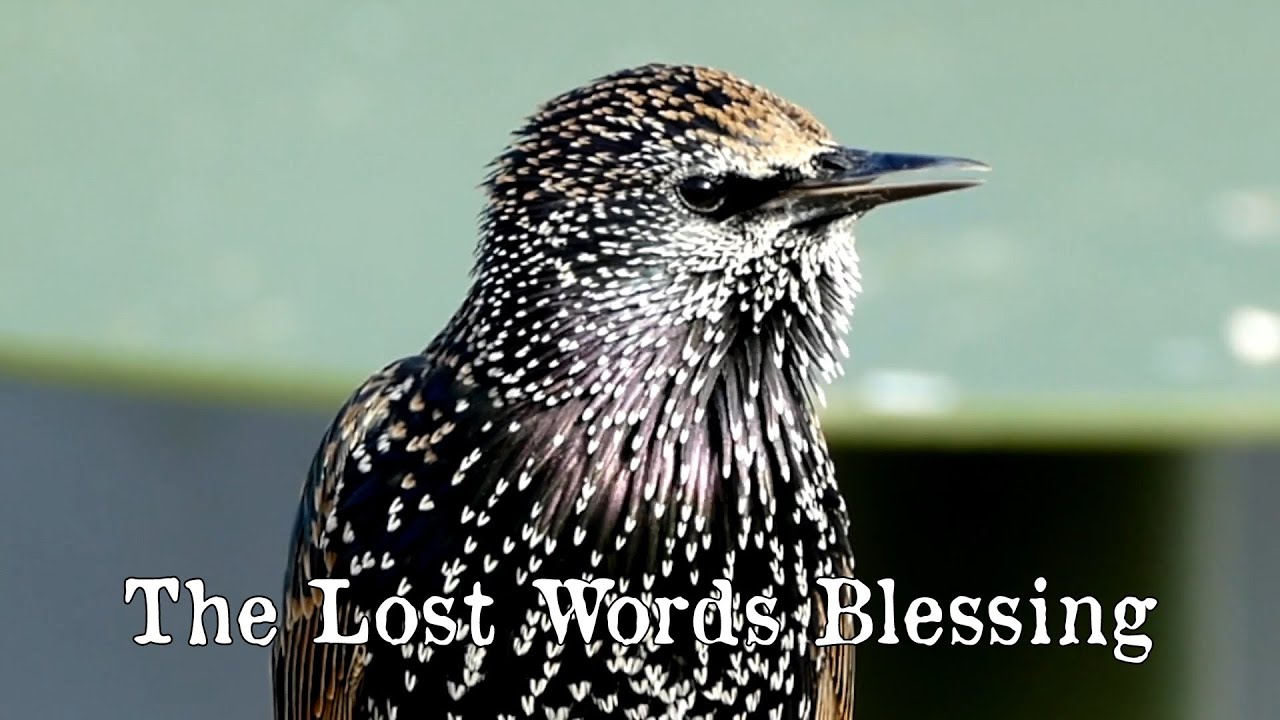 The Lost Words Blessing (cover - The Spell Song Ensemble) - YouTube