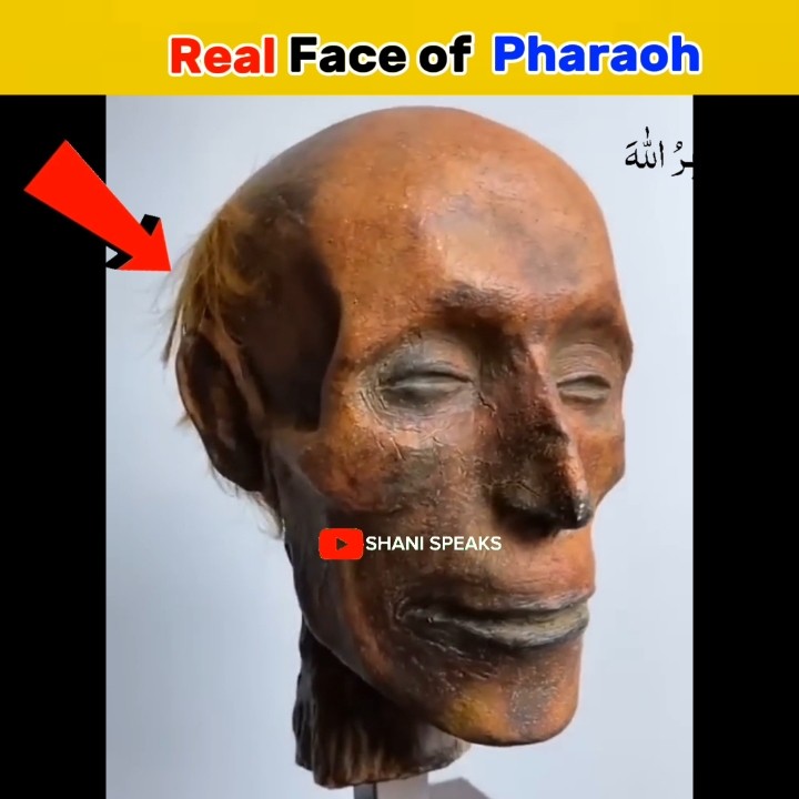 Real Face of Pharaoh|#shanispeaks #shortsfeed #amazingfacts #facts ...
