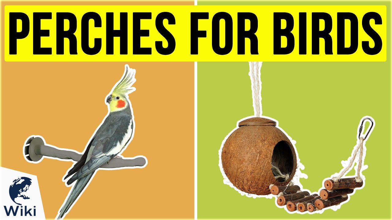 10 Best Perches For Birds 2020 - YouTube