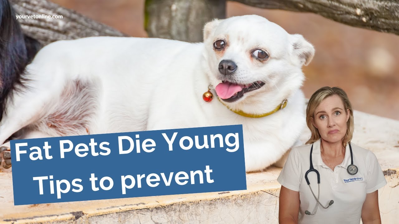 Fat Pets Die Early 😭 | How To Trim Them Down - YouTube