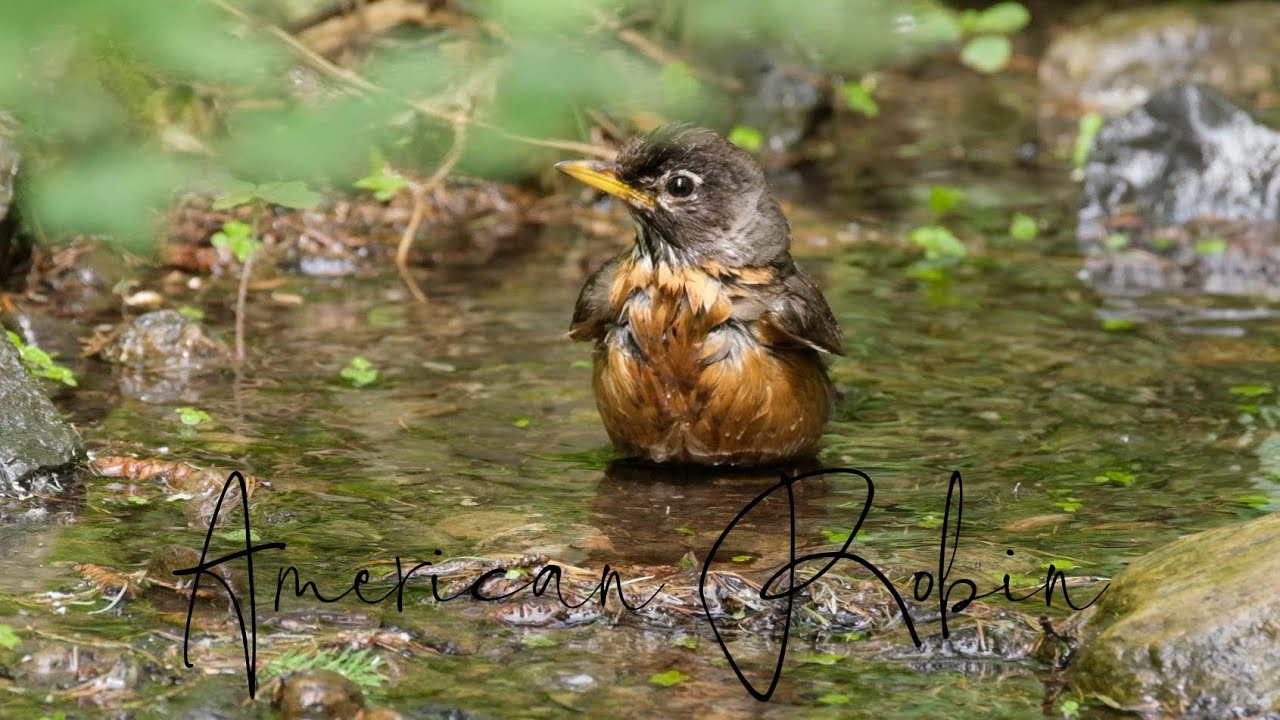 American Robin bathing in the river - YouTube