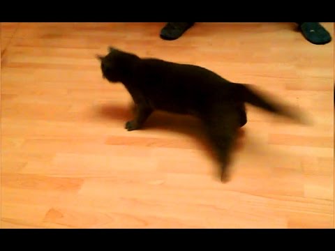 Drift Cat | funny cat | Serious Cat - YouTube