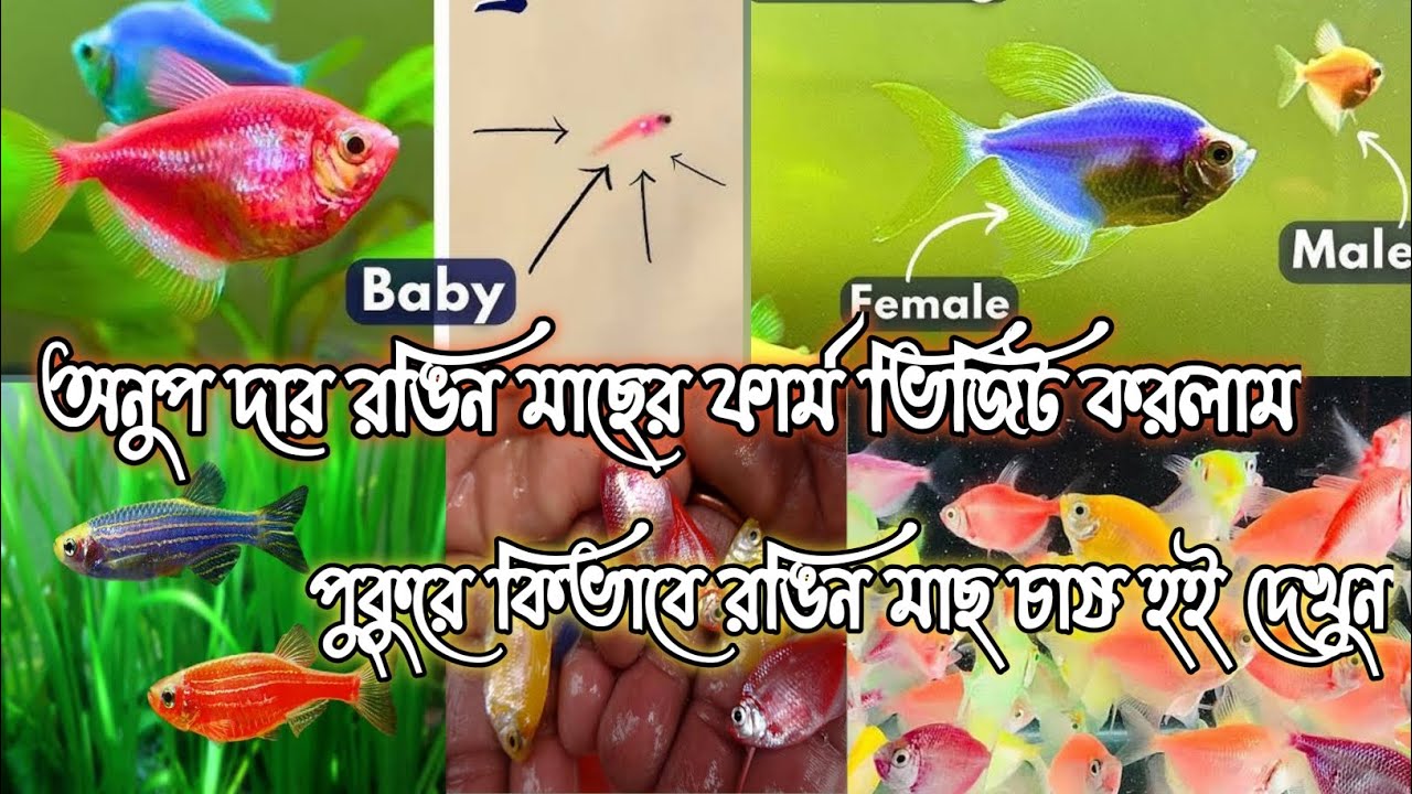 Colour Fish Farming || Widow tetra and zebra fish breeding in 20 fit ...