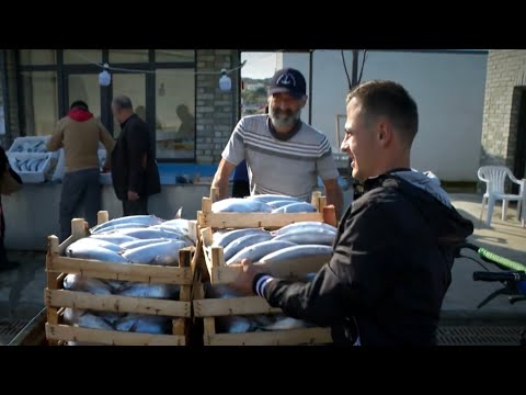 UCUZ VE TAZE  BALIK NEREDEN ALINIR ?