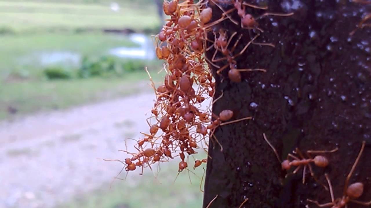 Ant Unity/ Ant Bridge - YouTube