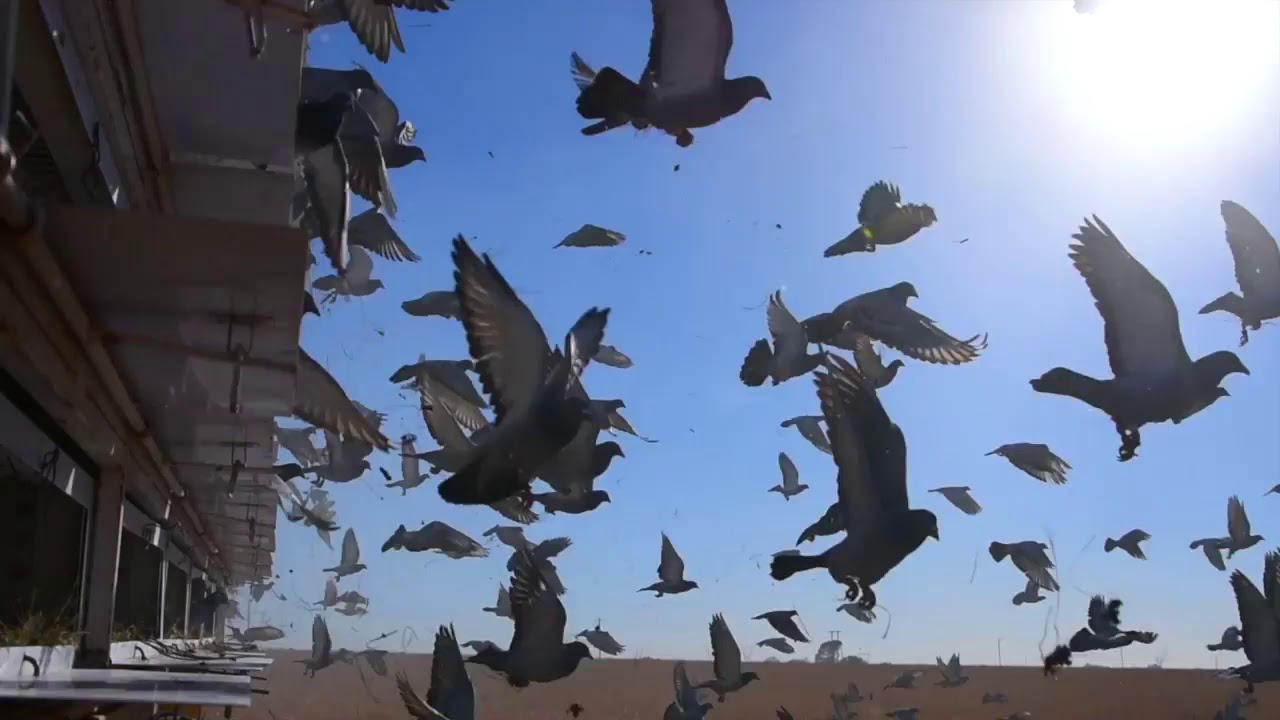 The Greatest Pigeon Racing in the World - YouTube