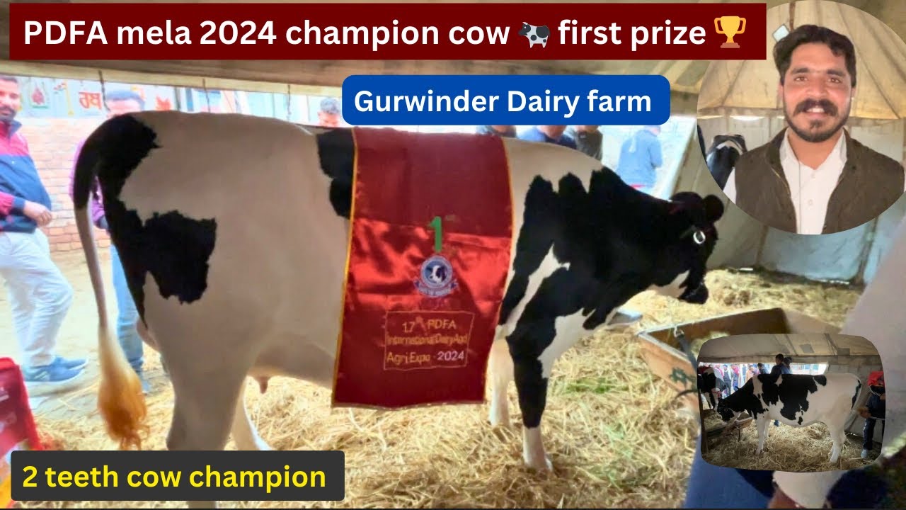PDFA mela 2024 champion cow 🐄 first prize 🏆 || jagraon || Gurwinder ...