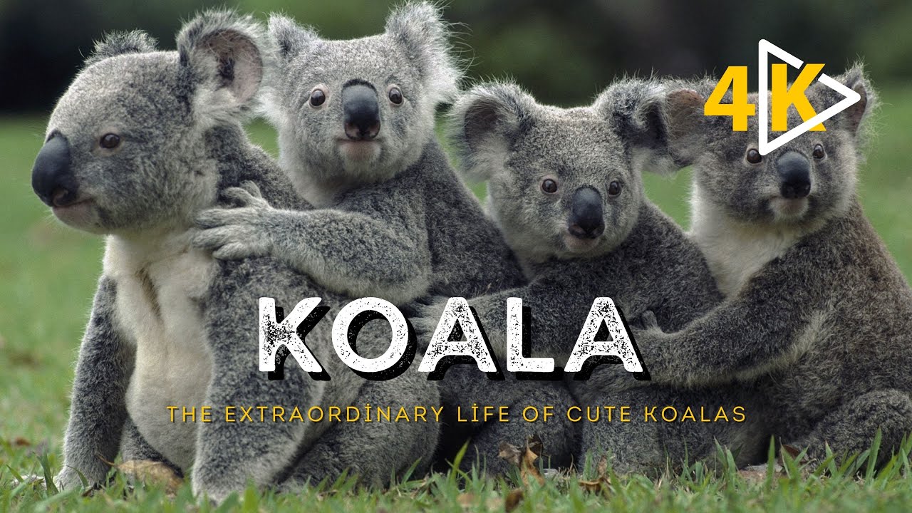 The Extraordinary Life of Cute Koalas 4K ULTRA HD - YouTube