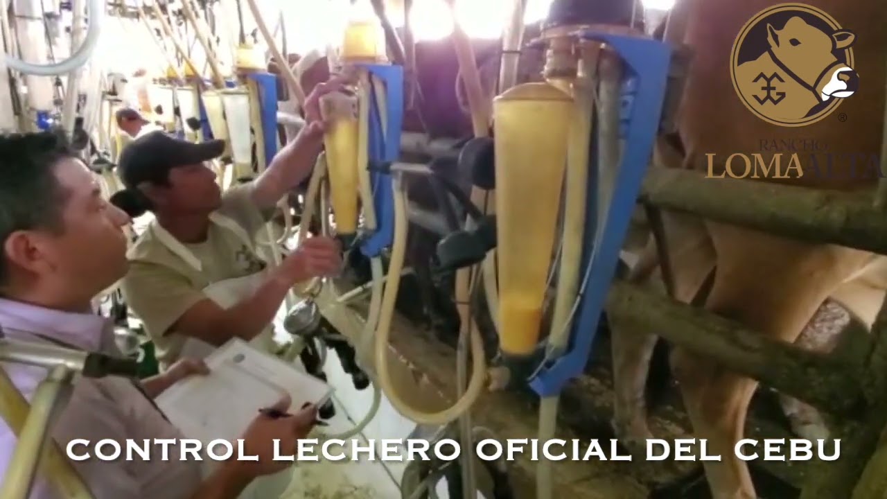 Ordeña de Gyr Veracruz, Mexico , Rancho Loma Alta Control Lechero Oficial del Cebú - YouTube