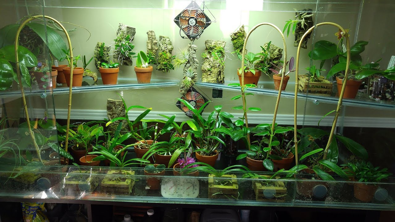 August 2019 orchids update: Complete tour of my orchid tank - YouTube