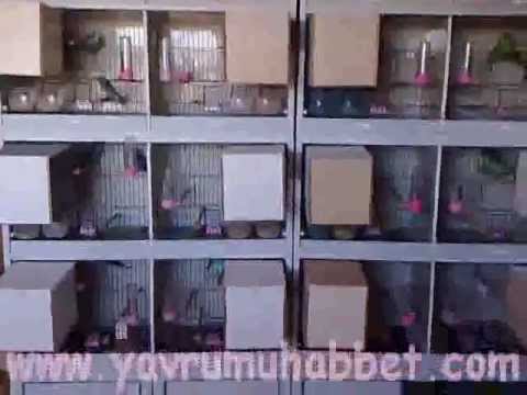 Muhabbet Kuşu Hobihanem