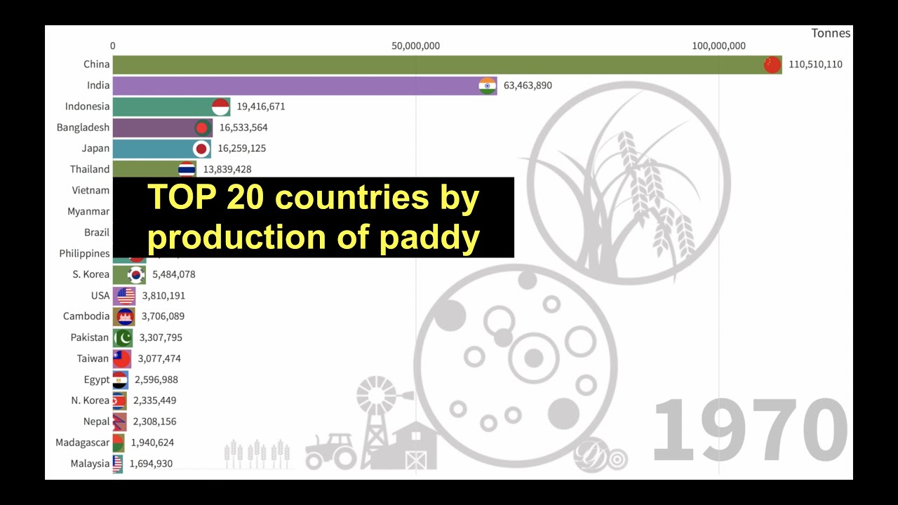 Top 20 Countries by production of paddy (1961-2018) - YouTube