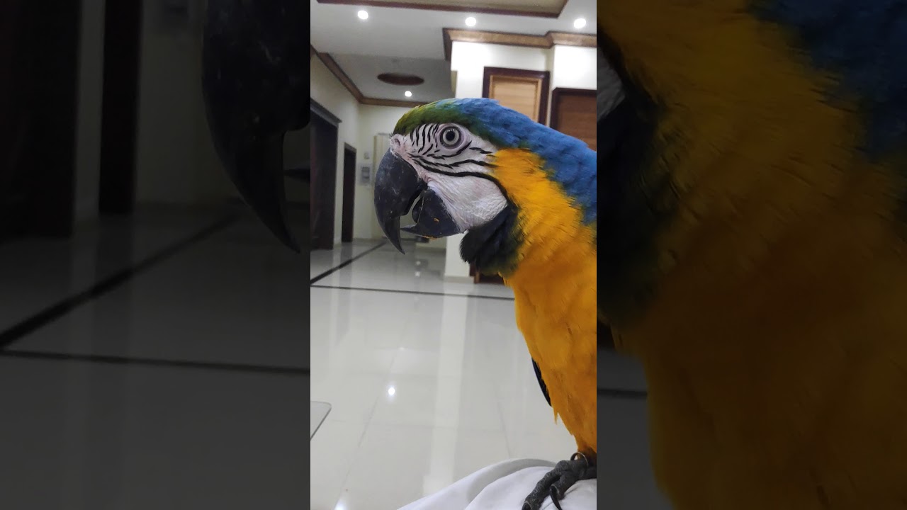 Dancing macaw buddy - YouTube