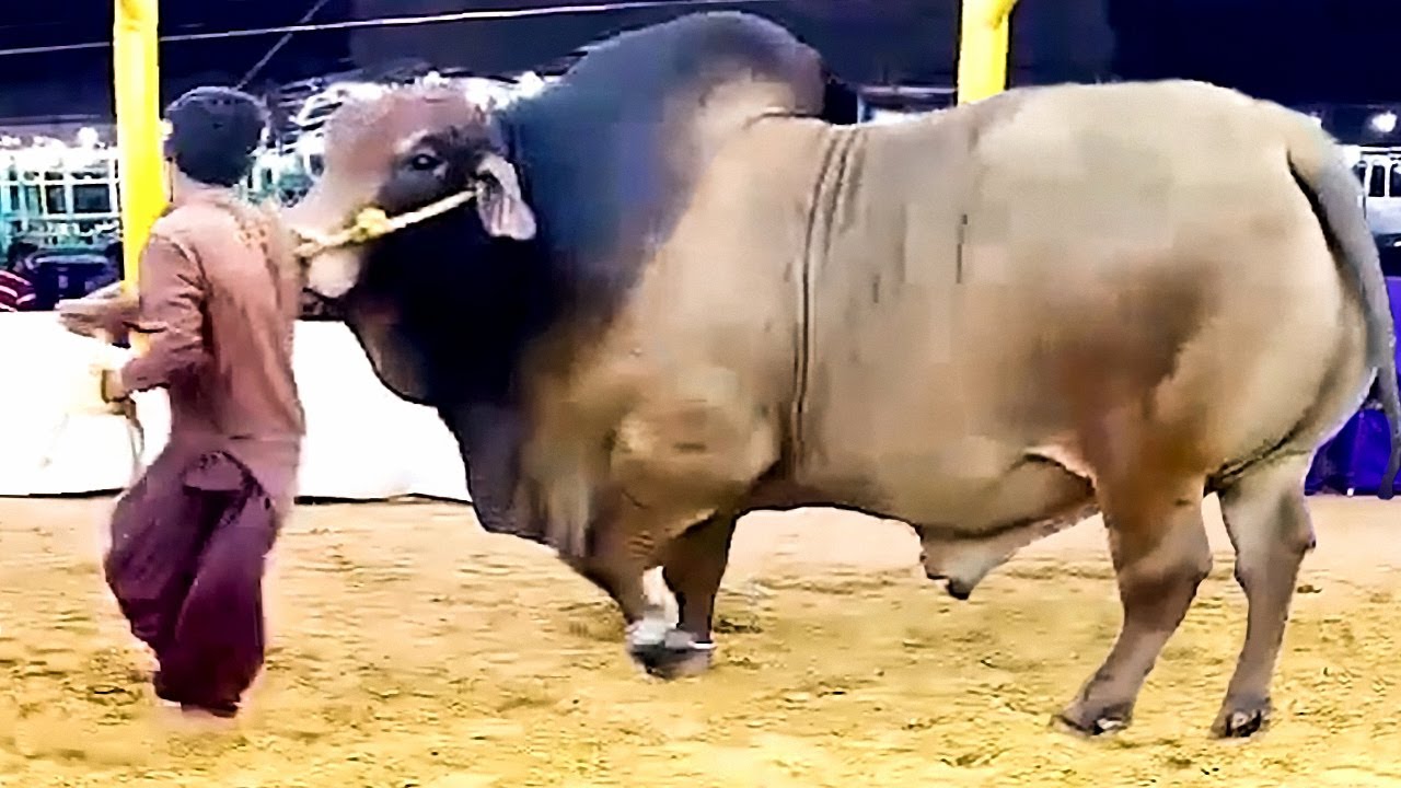Heaviest Brahman Bull Of Pakistan Afridi Cattle Farm Youtube