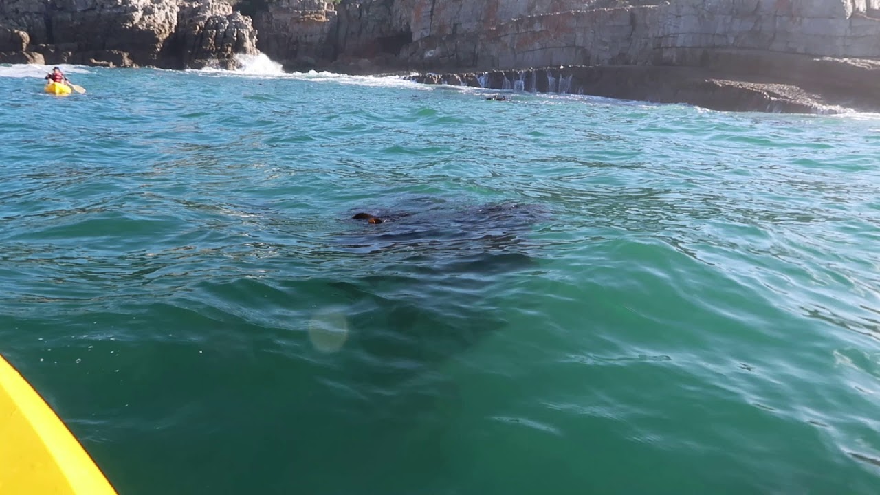 Kayaking in the sea 02, Hermanus, South Africa, 2019-05-07 - YouTube