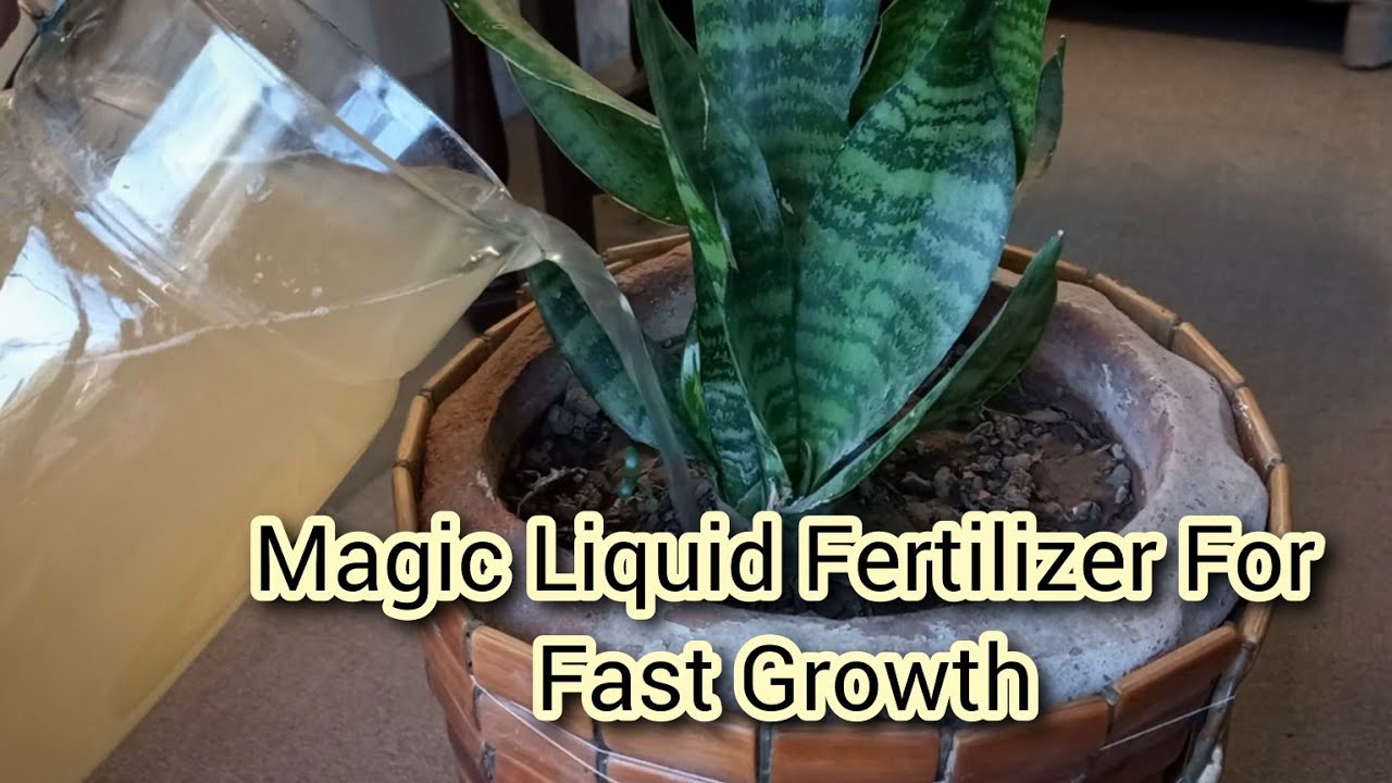 Kitchen Waste Liquid Fertilizer | Best Organic Liquid Fertilizer For ...