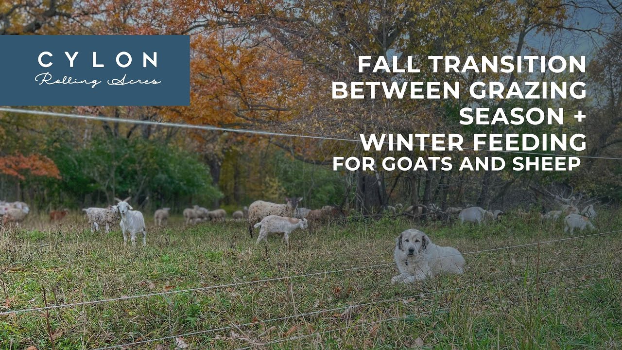 Fall transition for grazing our goats and sheep to winter bale feeding ...
