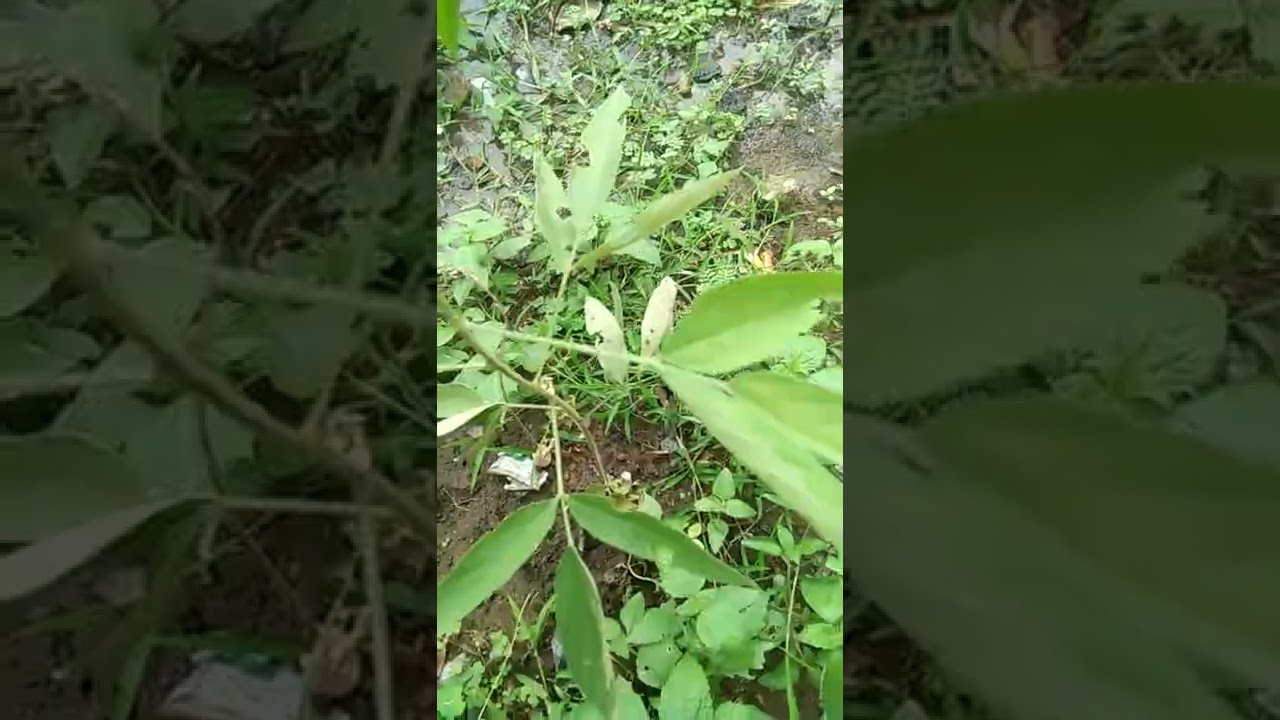 uriya khad dalne se plant kharba ho gya@happy family and gaden - YouTube