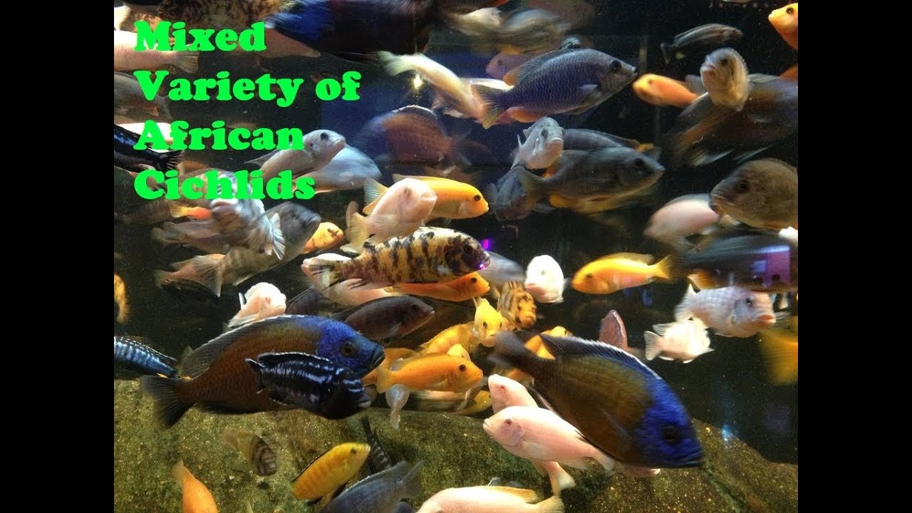 Mixed varieties of African Cichlids - YouTube