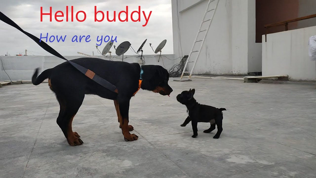 Rottweiler and French Bulldog are playing | French Bulldog meeting up ...