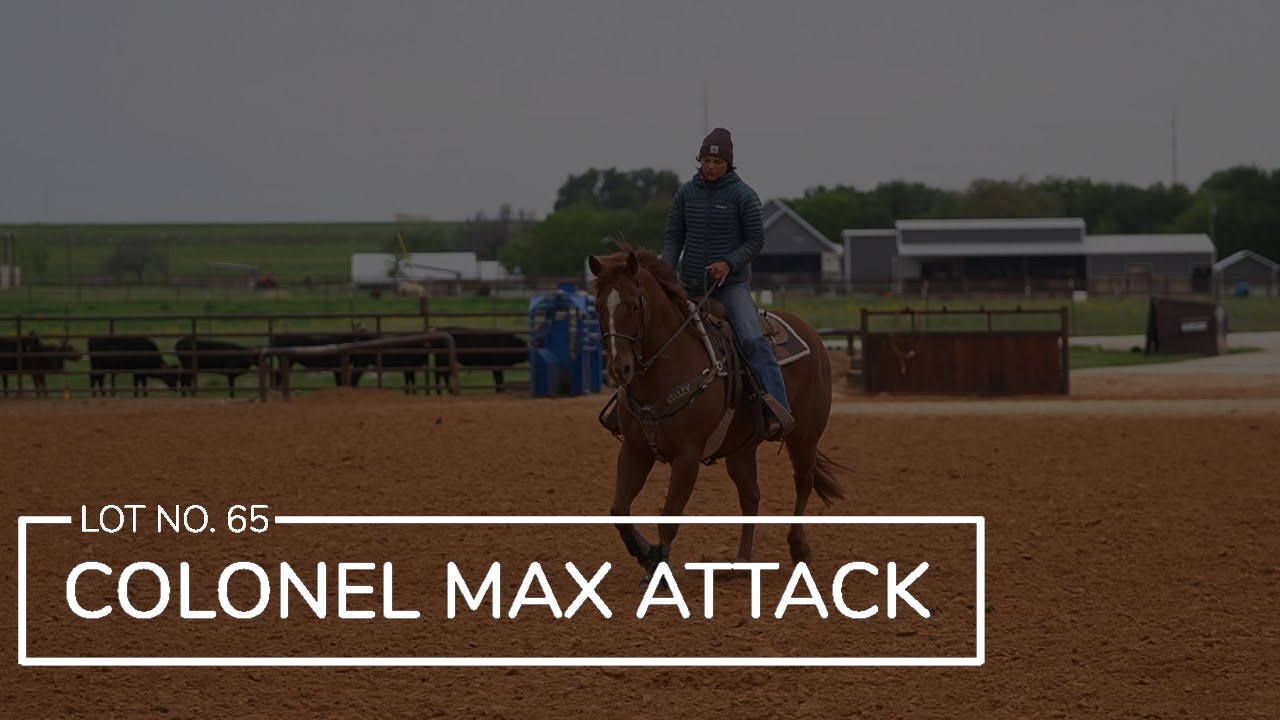 Colonel Mac Attack | Lot No. 65 Pitzer Ranch Sale - YouTube