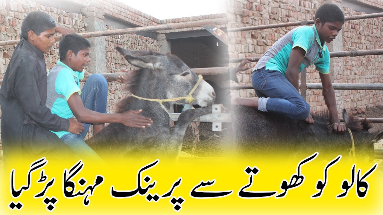 Kalo Ko Khoty Se Prank Mehnga Parh Gya || HB TV - YouTube