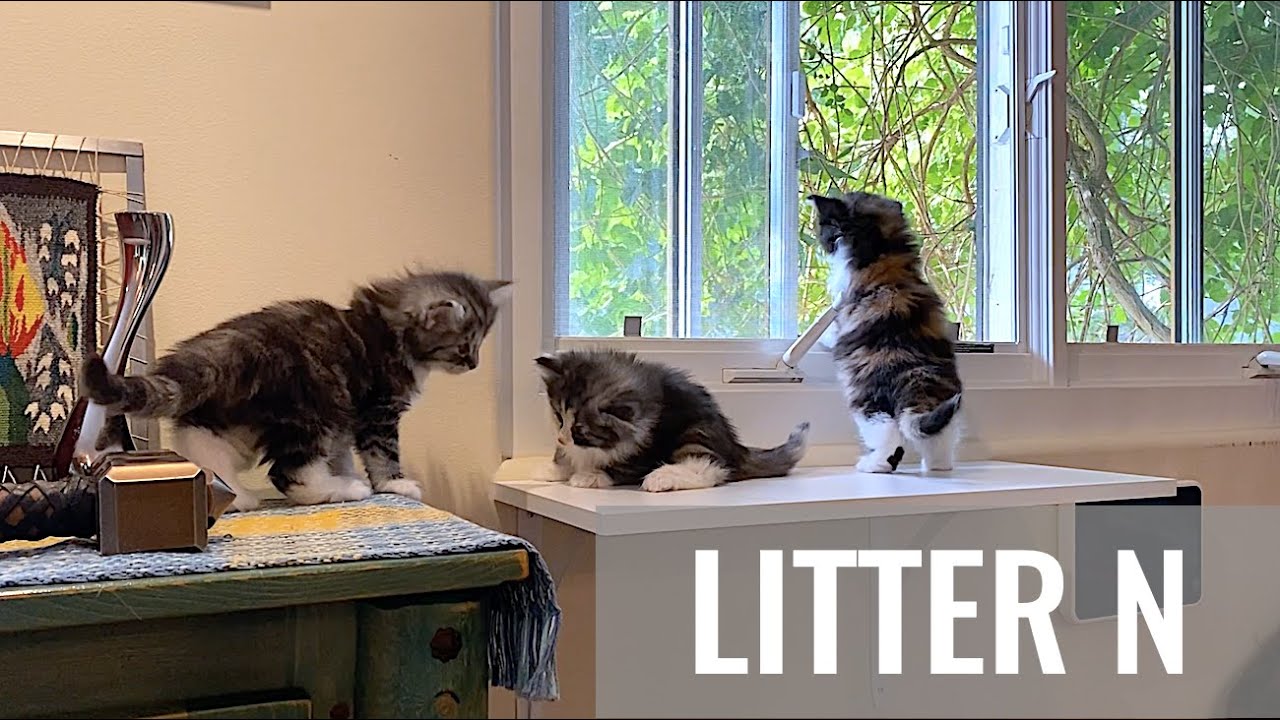 SKOGBERG CATTERY | NORWEGIAN FOREST CATS. 'August Name Day' Litter N ...