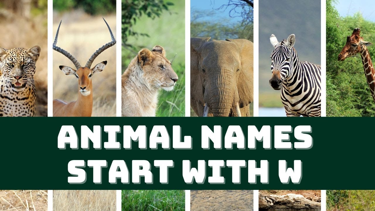 Animals Starting with W - Learn Animal Words That Start With Letters W ...
