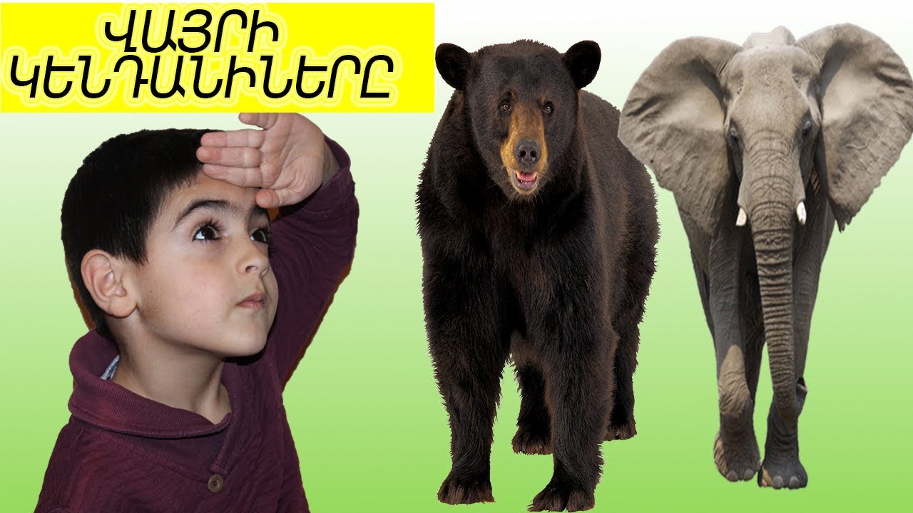 Վայրի կենդանիներ և կենդանիների մասին / vayri kendaniner ev kendanineri ...