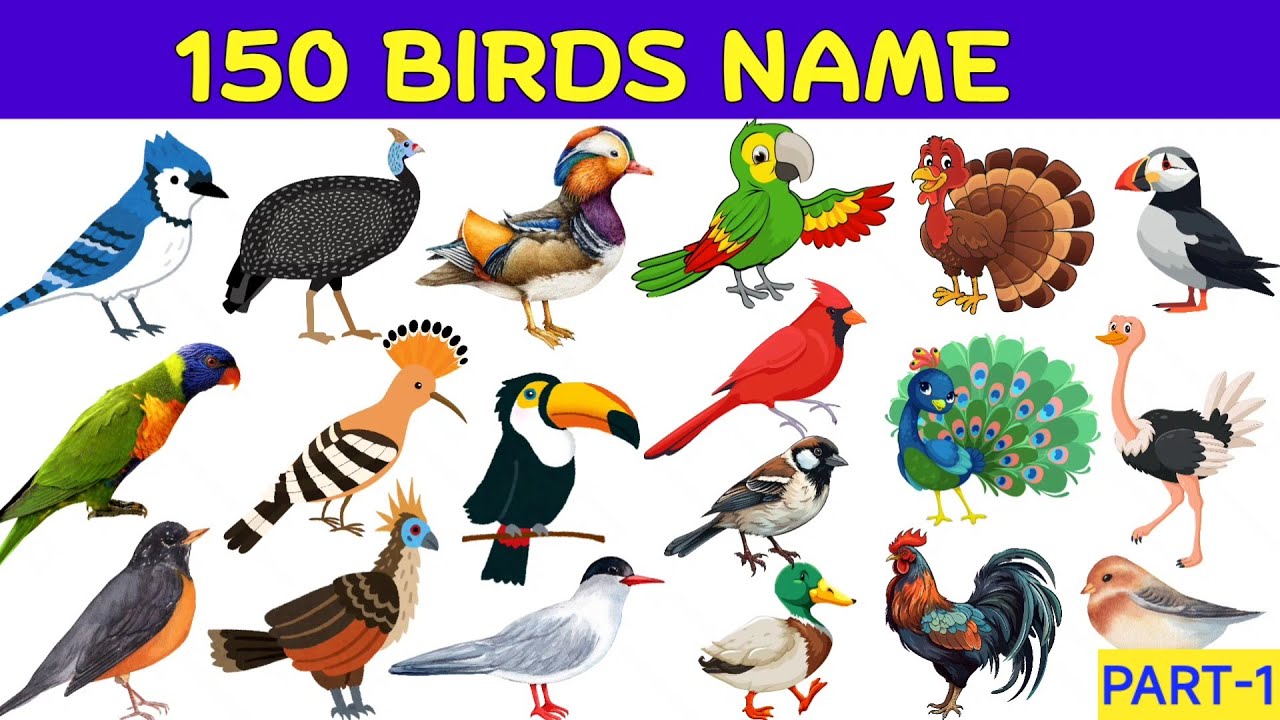 Birds Name | Learn 150 Birds Name In English | Birds Name For kids ...