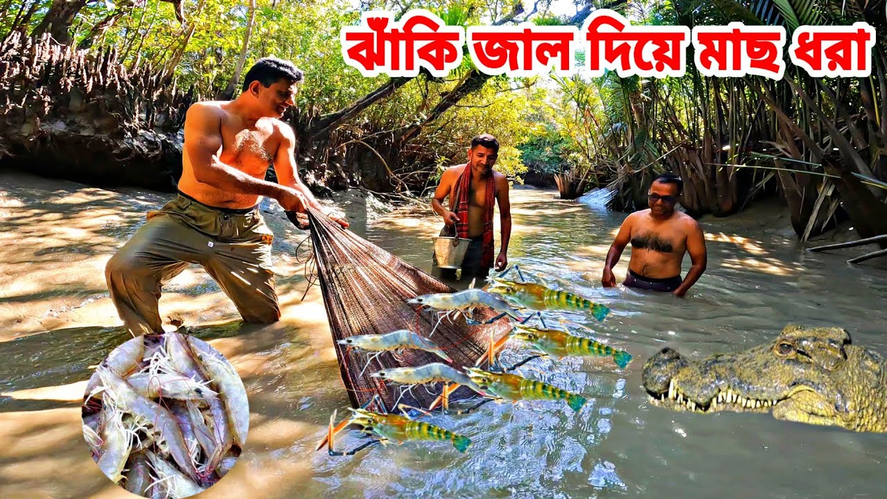 সুন্দরবনে ঝাঁকি জাল দিয়ে মাছ শিকার । Amazing Fishing Sundarban । Fish ...