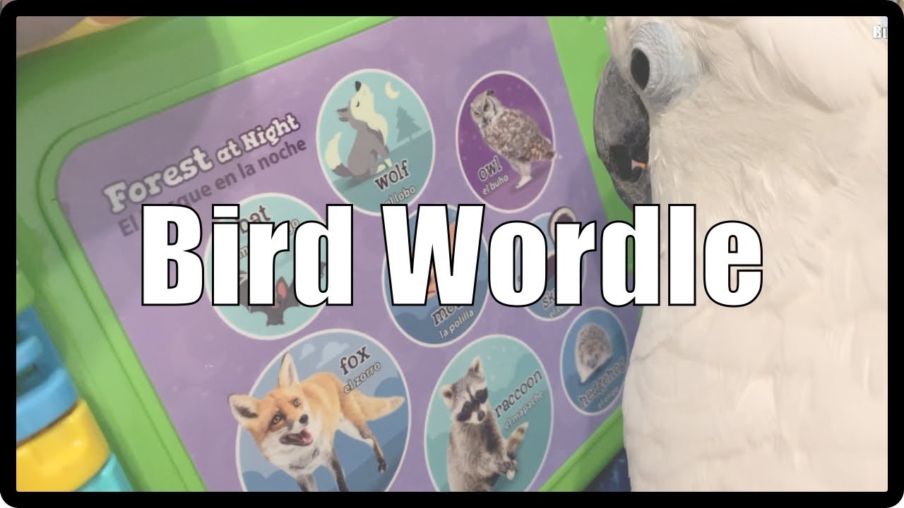 Bird Wordle - YouTube