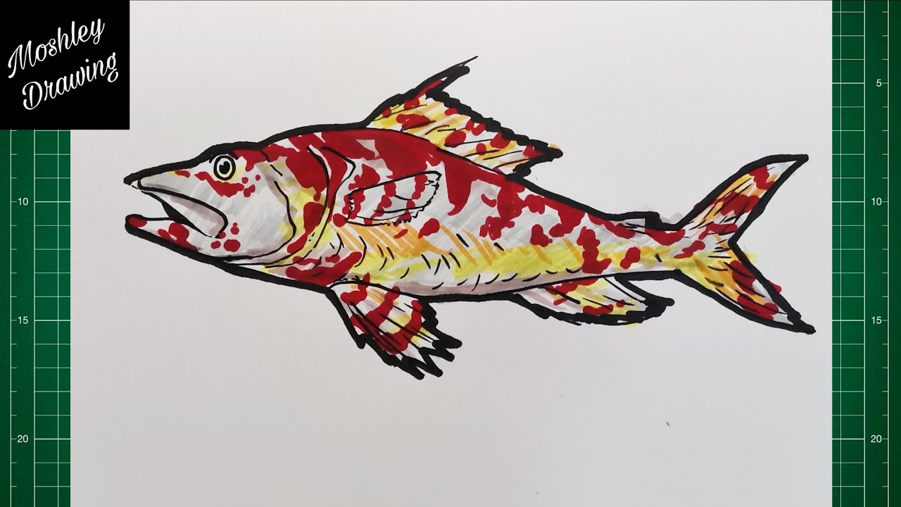 How to Draw an Australian Sergeant Baker Fish - YouTube