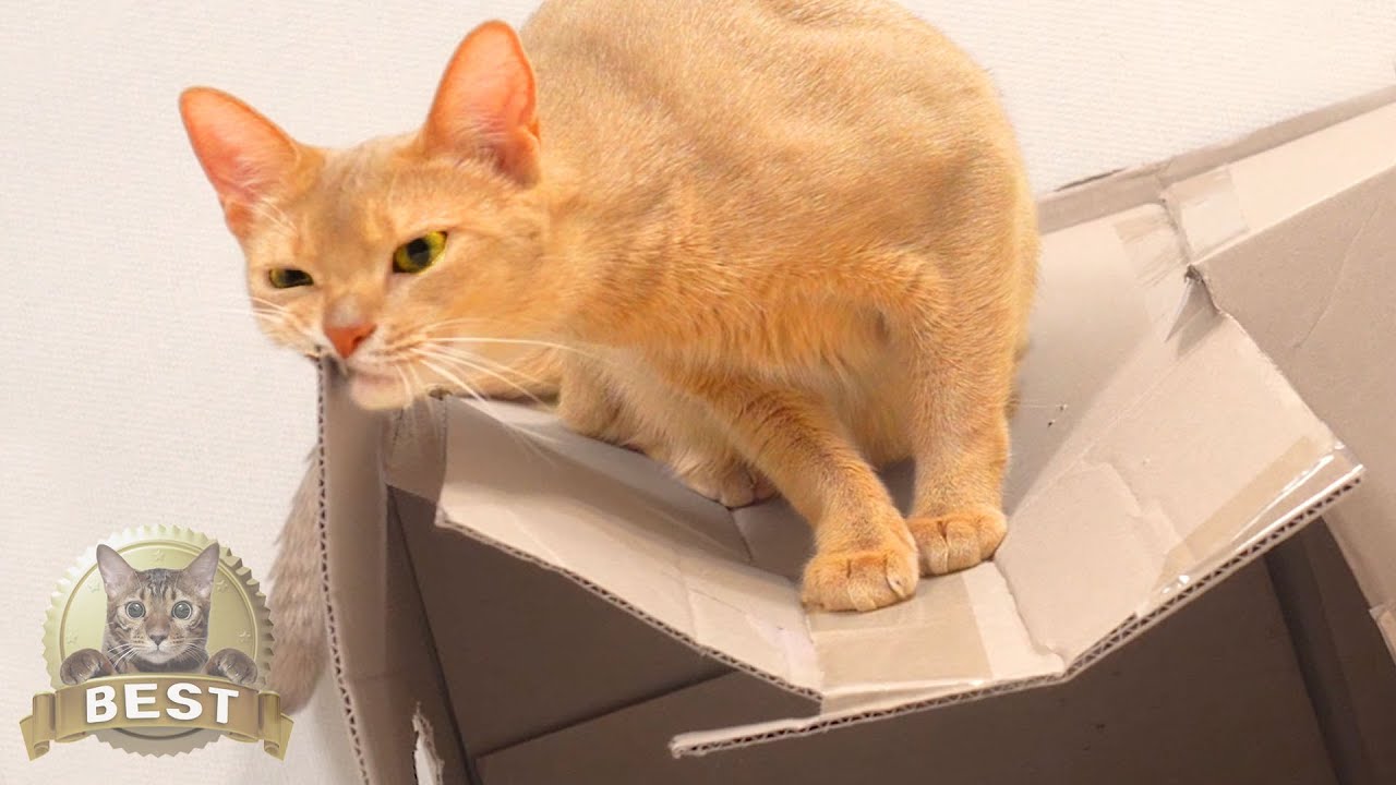 Fail Cats Break the Box Best CompilationㅣDino cat #Shorts - YouTube