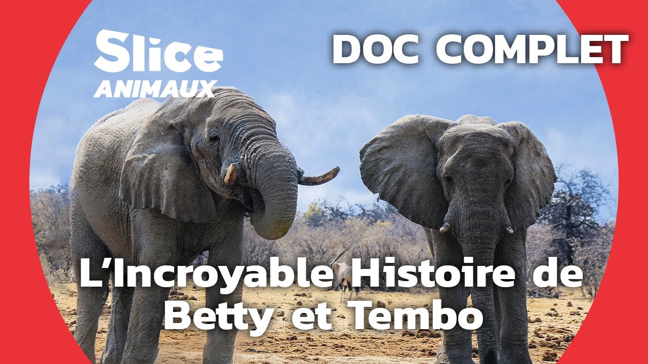 Des Elephants pas Comme les Autres I SLICE ANIMAUX - YouTube