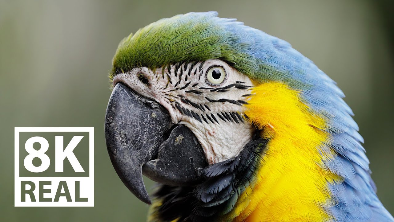 The Greatest BIRD COLLECTION: Parrots in 8K 60FPS - YouTube