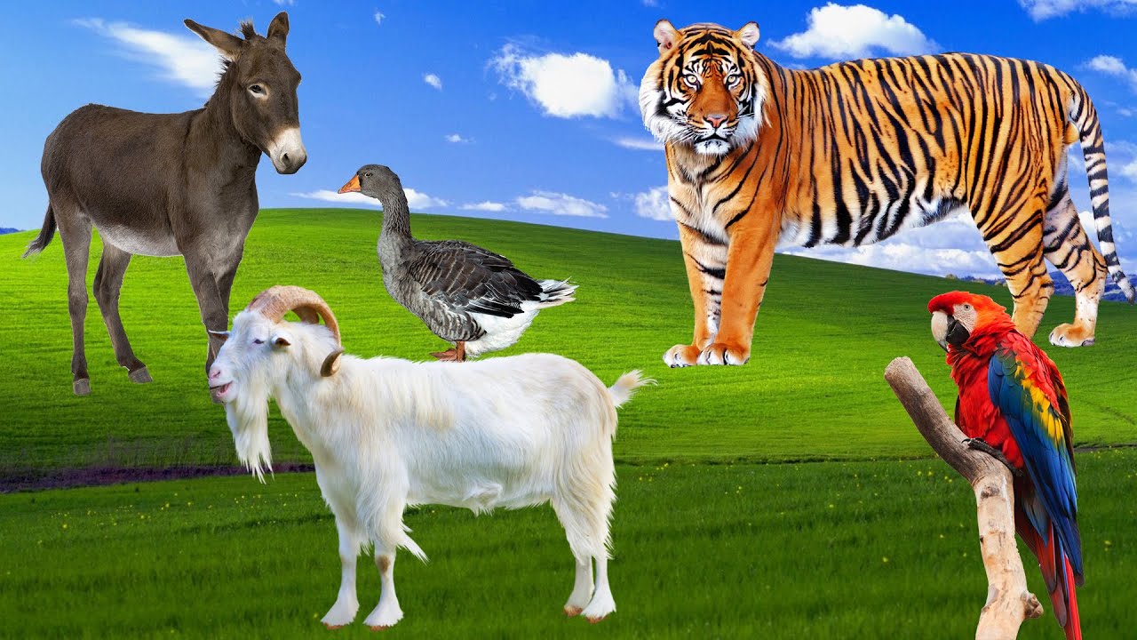 What does the mother animal call her baby? Cow, cat, dog, monkey ...