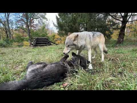 Gray Wolves Silas and Kinari: Playing
