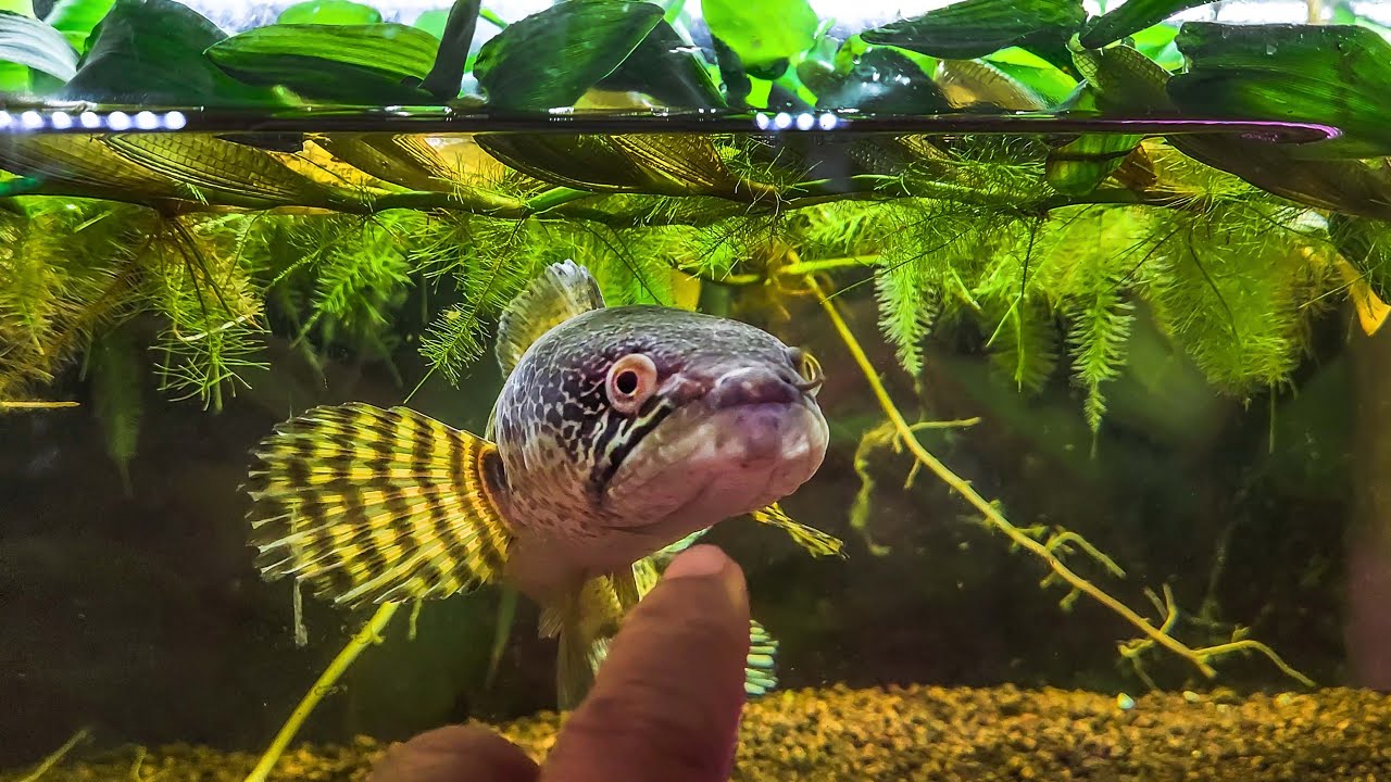 Setup hồ cá lóc ve chai 70k - YouTube