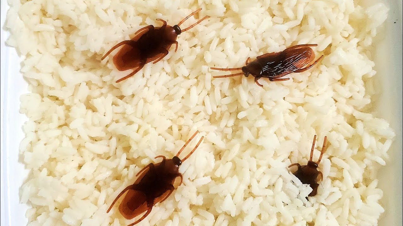 FAKE Cockroach Prank On Our Visitors - YouTube