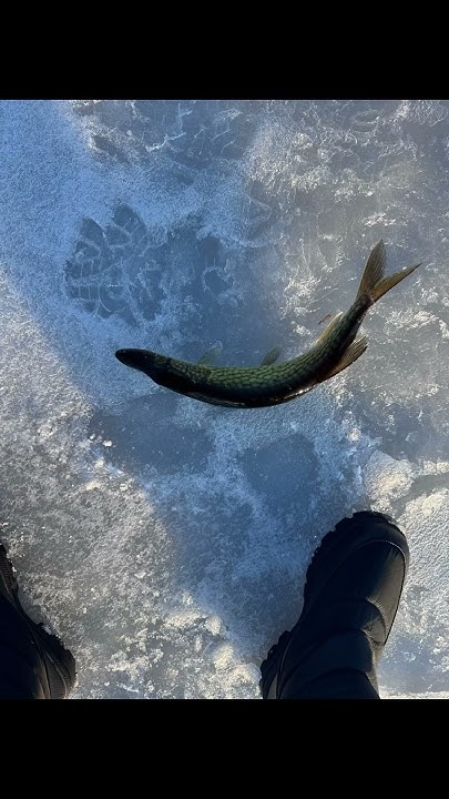First fish of 2025! First time ice fishing too. Pretty nice chain ...
