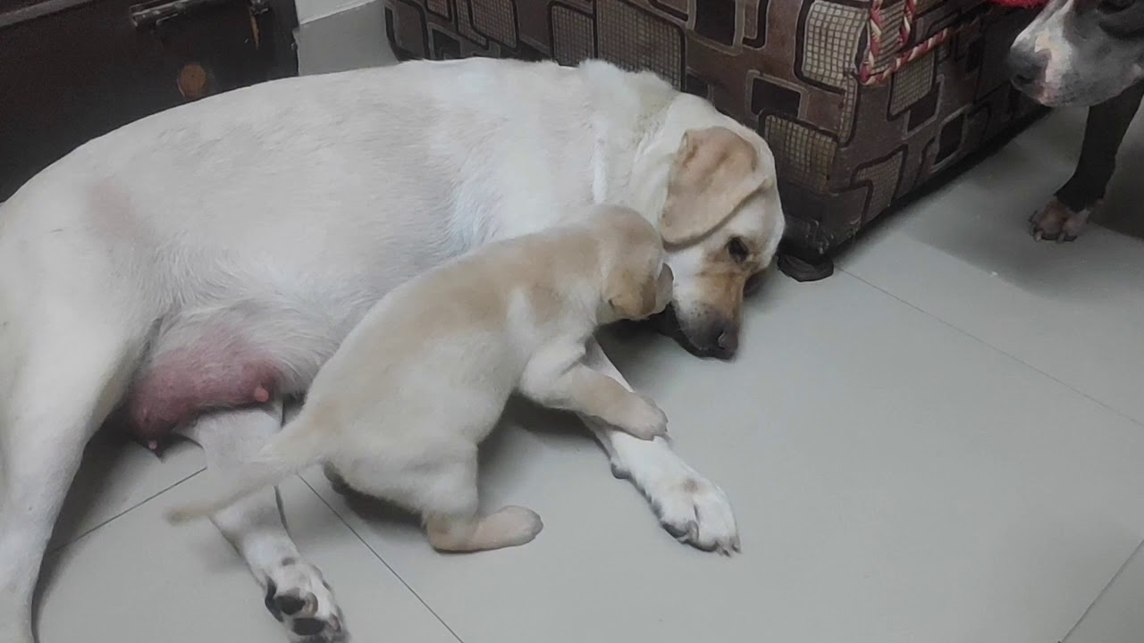 Labrador Retriever Growing Up Series#Day-30 - YouTube