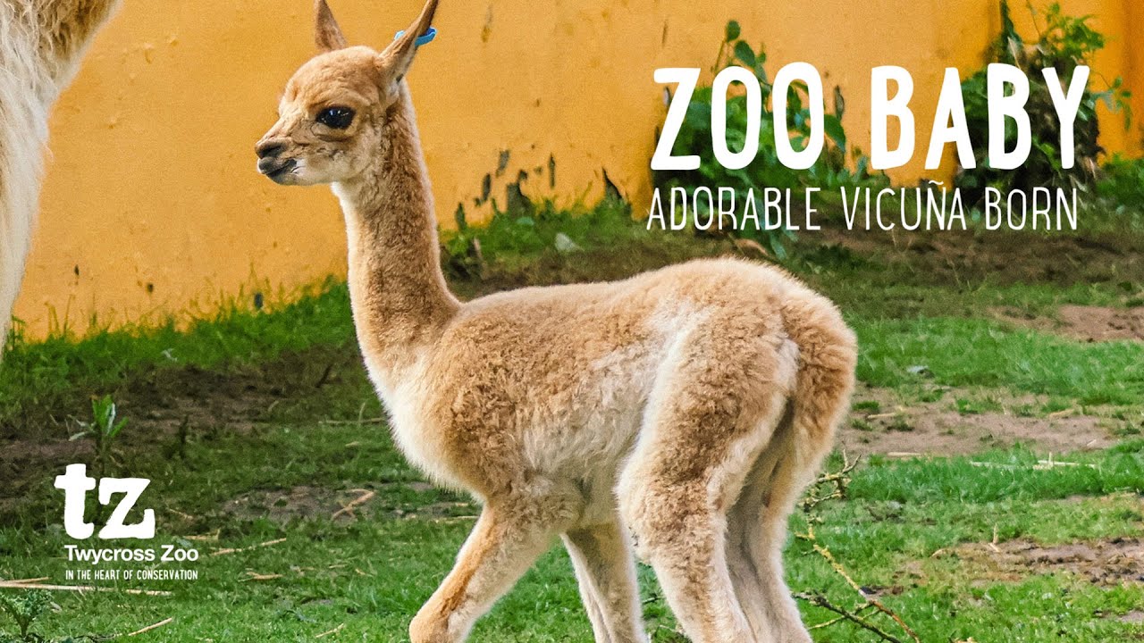 Amazing baby Vicuña birth 🦙 - YouTube