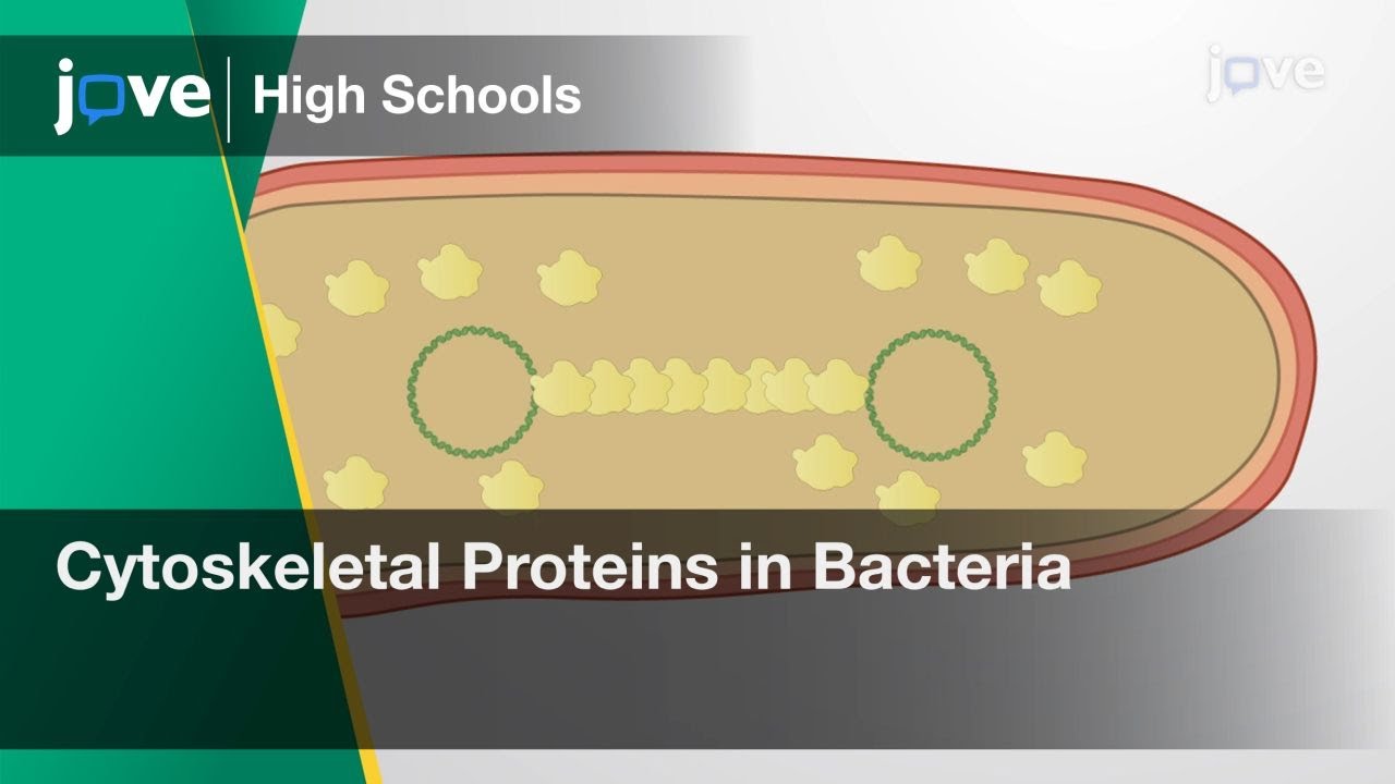 Cytoskeletal Proteins in Bacteria | Cell Bio | Video Textbooks ...