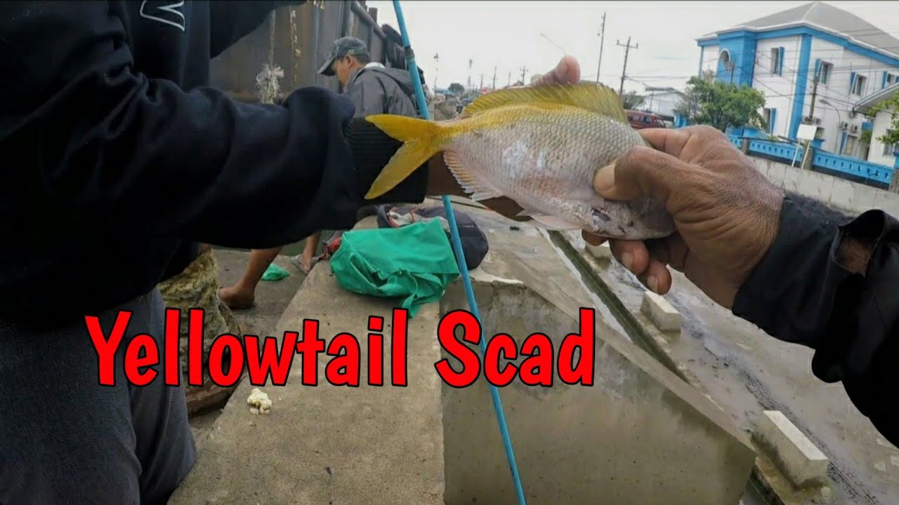 UMPAN CORRO LAUT...DISERBU IKAN INI..Mancing..fishing..mancing ...