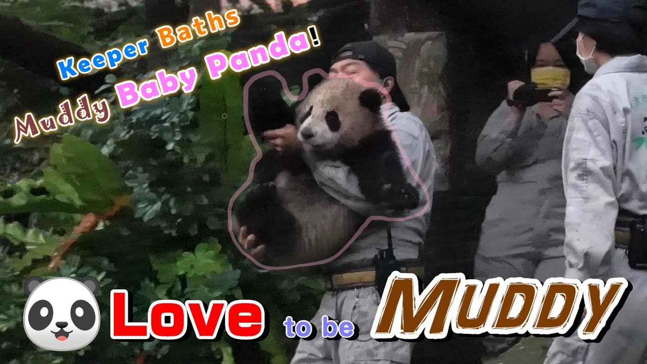 Baby Panda Refuses Going Home! - YouTube