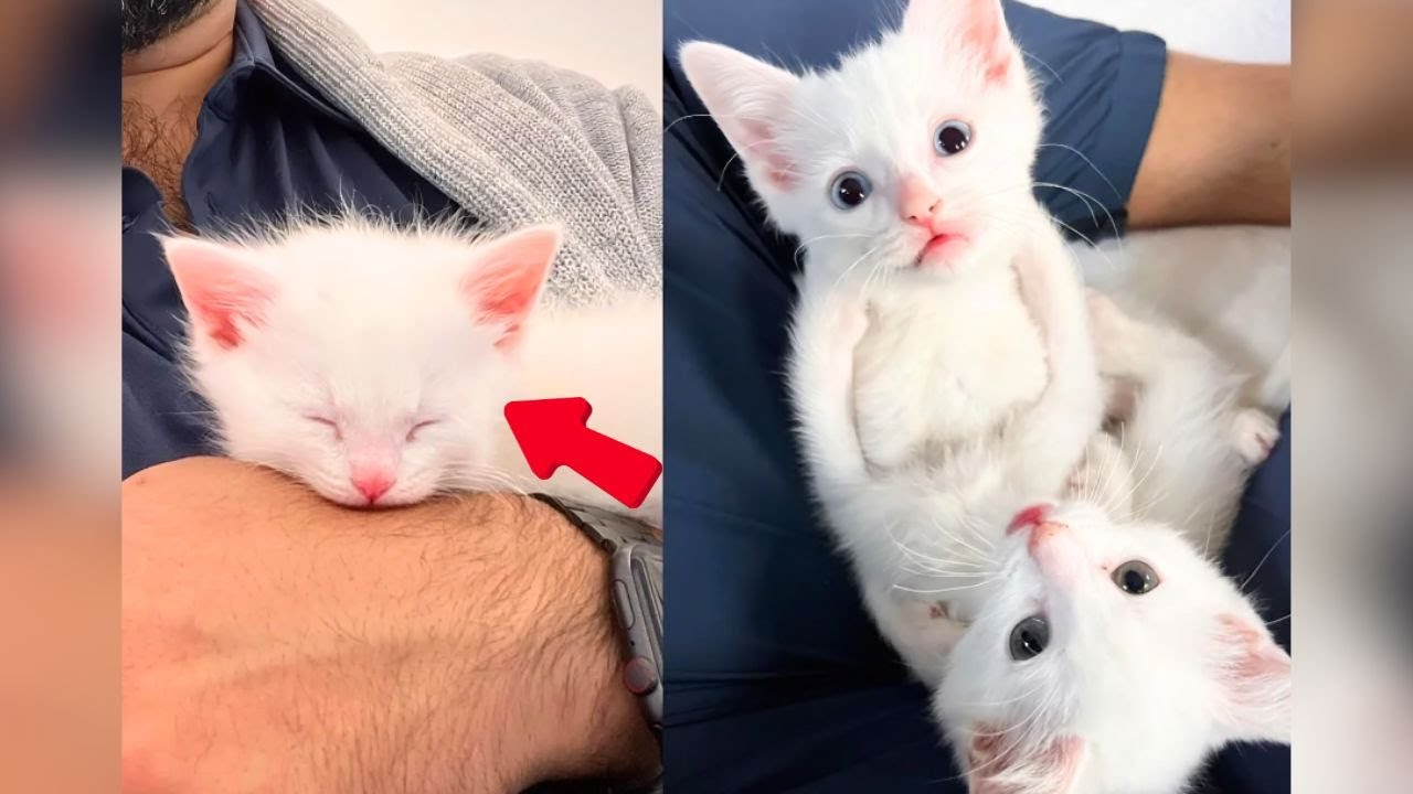 Two Tiny Kittens Found Crying Alone Now Thrive in a Loving Home - YouTube