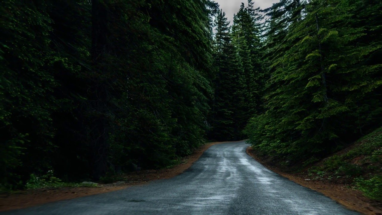 Feel the relaxation - Road in Forest | Cinematic Shot | Free stock ...